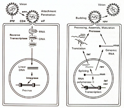 Fig.6. Life cycle of HIV-l
